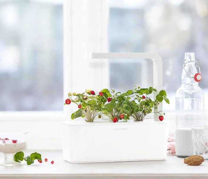Click and Grow Refill Vilde Jordbær, 3 pak (6299100074) billigt ‒ WATTOO.DK